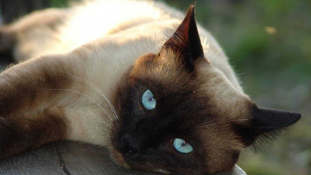 Tekir Kedi Türleri Nelerdir? - Kedi Sesi